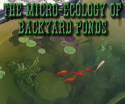 The Micro-Ecology of Backyard Ponds TM